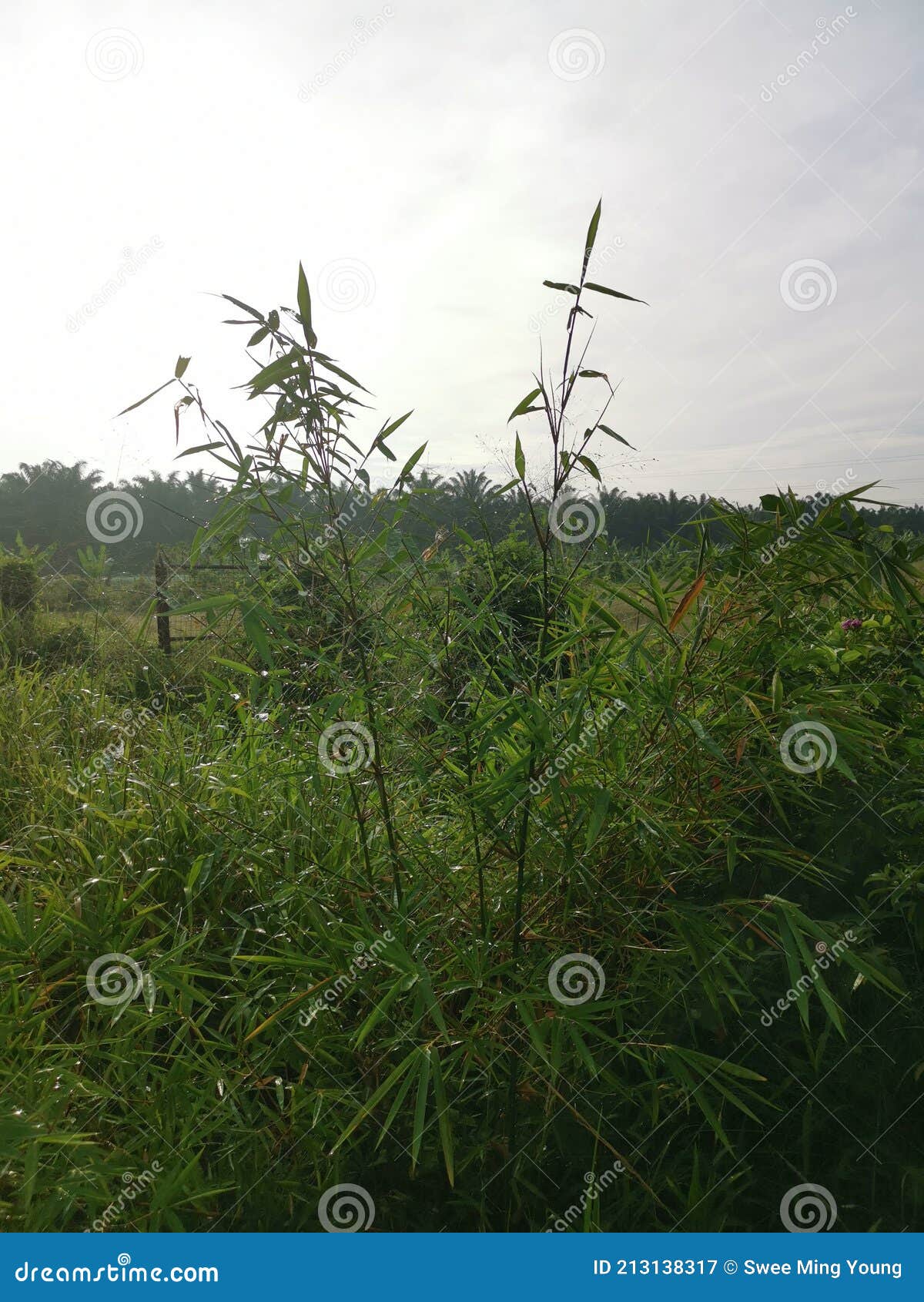 Hedge Bamboo Growing in the Wild Bushes. Stock Image - Image of foliage ...