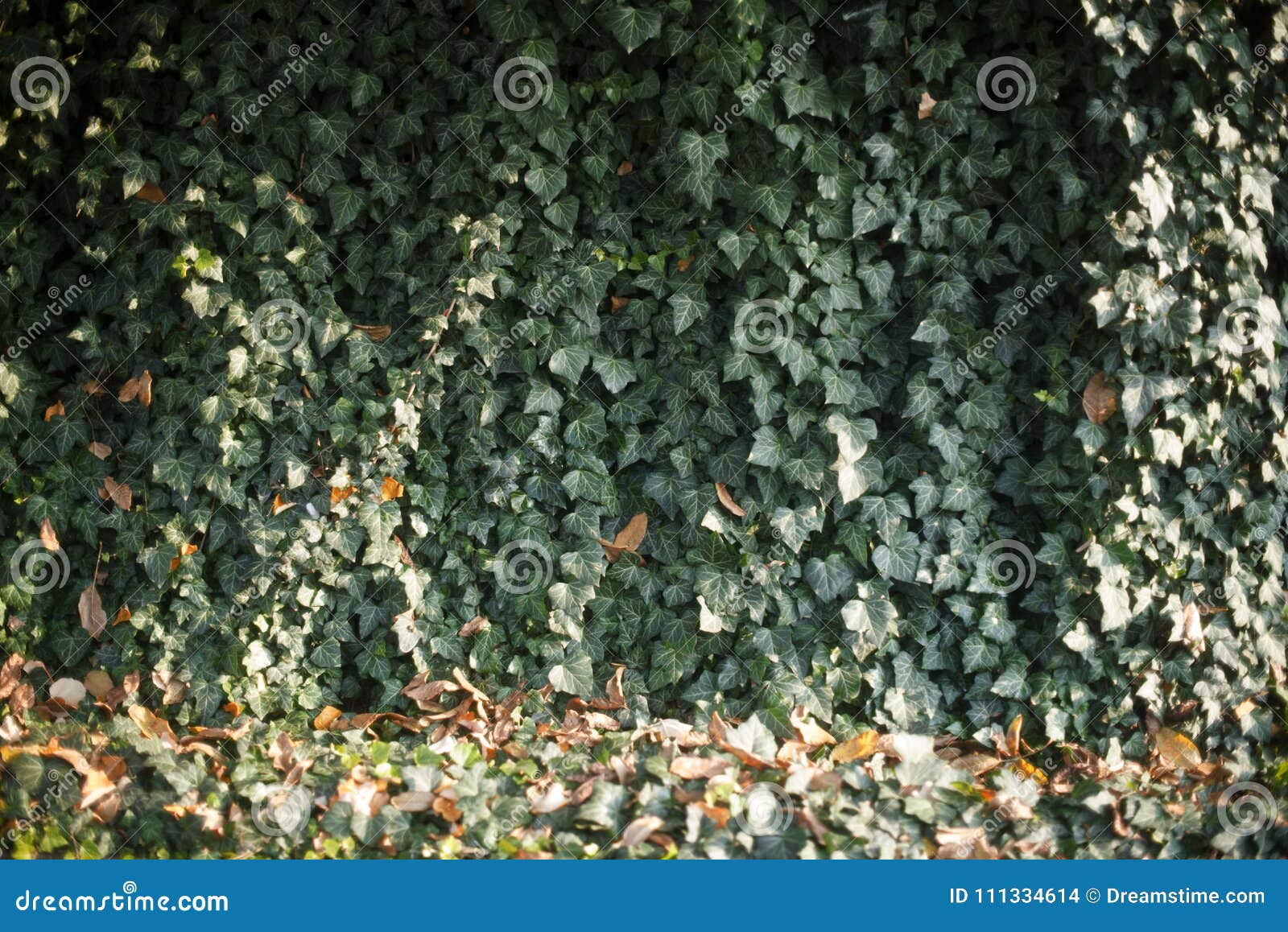 Image the hedge of ivy stock photo. Image of living - 111334614