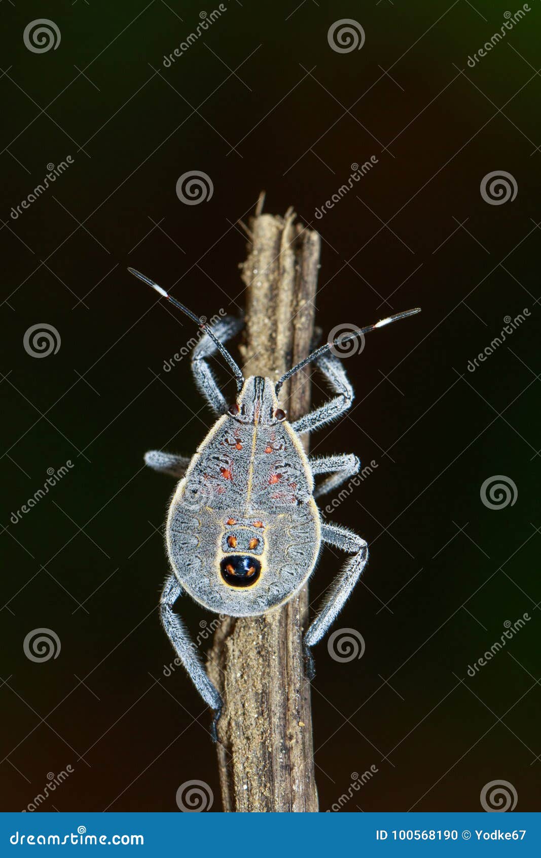 Image of Hemiptera Bug on a Brown Branch. Insect Stock Photo - Image of ...