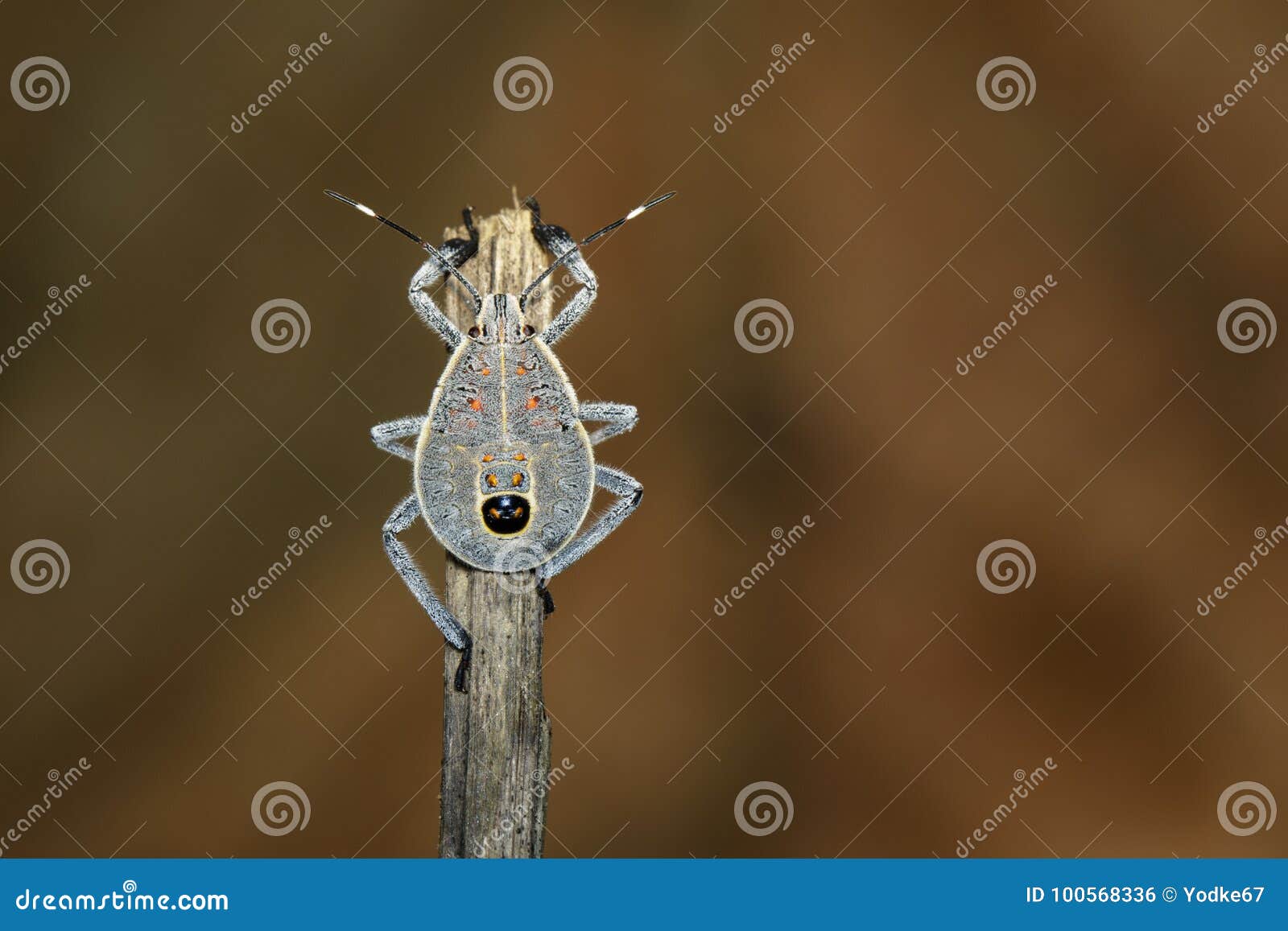 Image of Hemiptera Bug on a Brown Branch. Insect Stock Photo - Image of ...