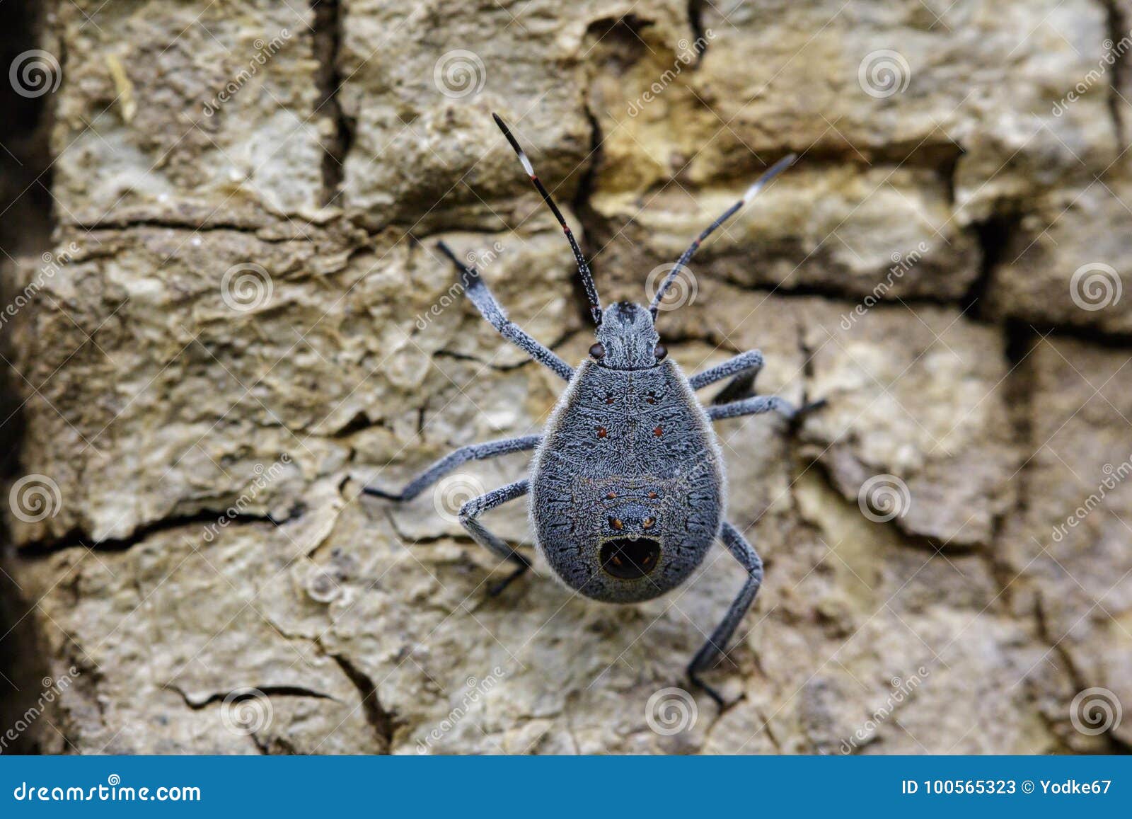 Image of Hemiptera Bug on Tree. Insect Stock Image - Image of ecology ...
