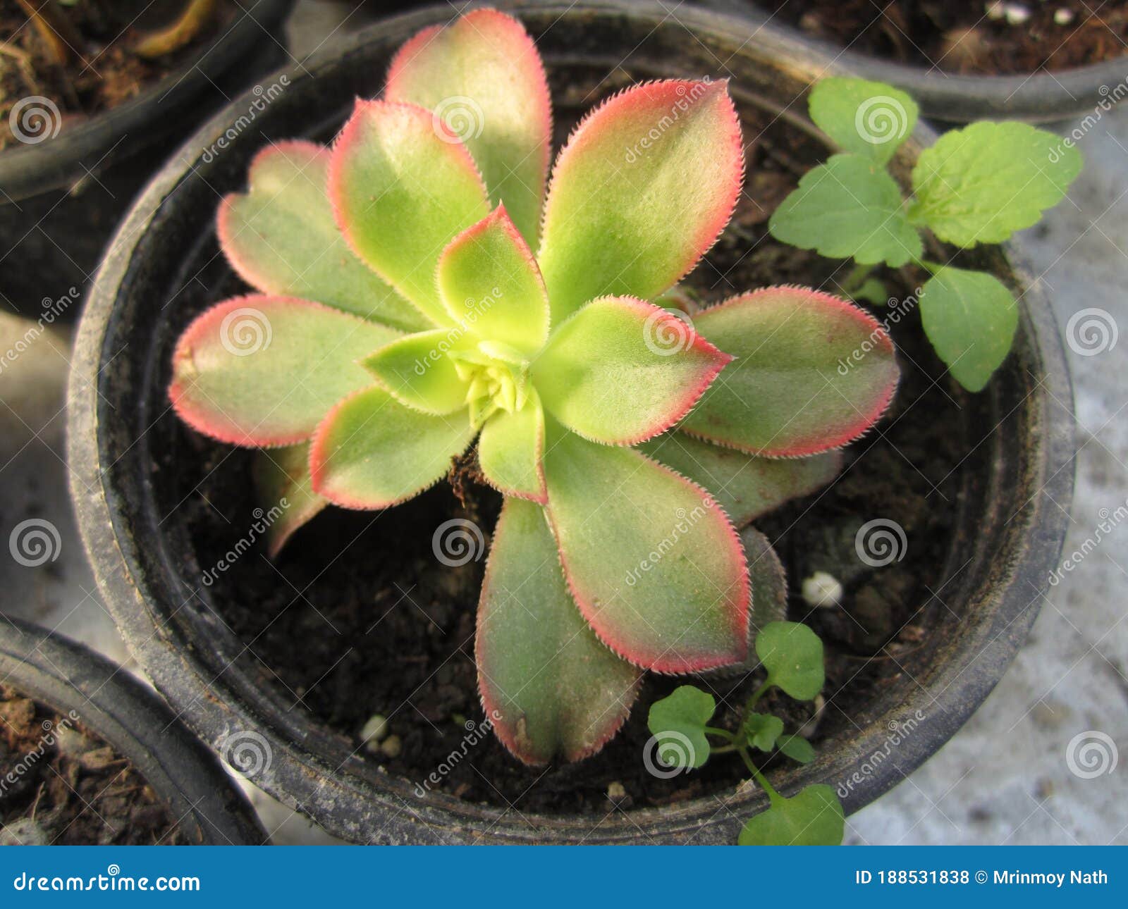 That is the Image of Herbal Tree Which is Looking Very Nice. Stock ...