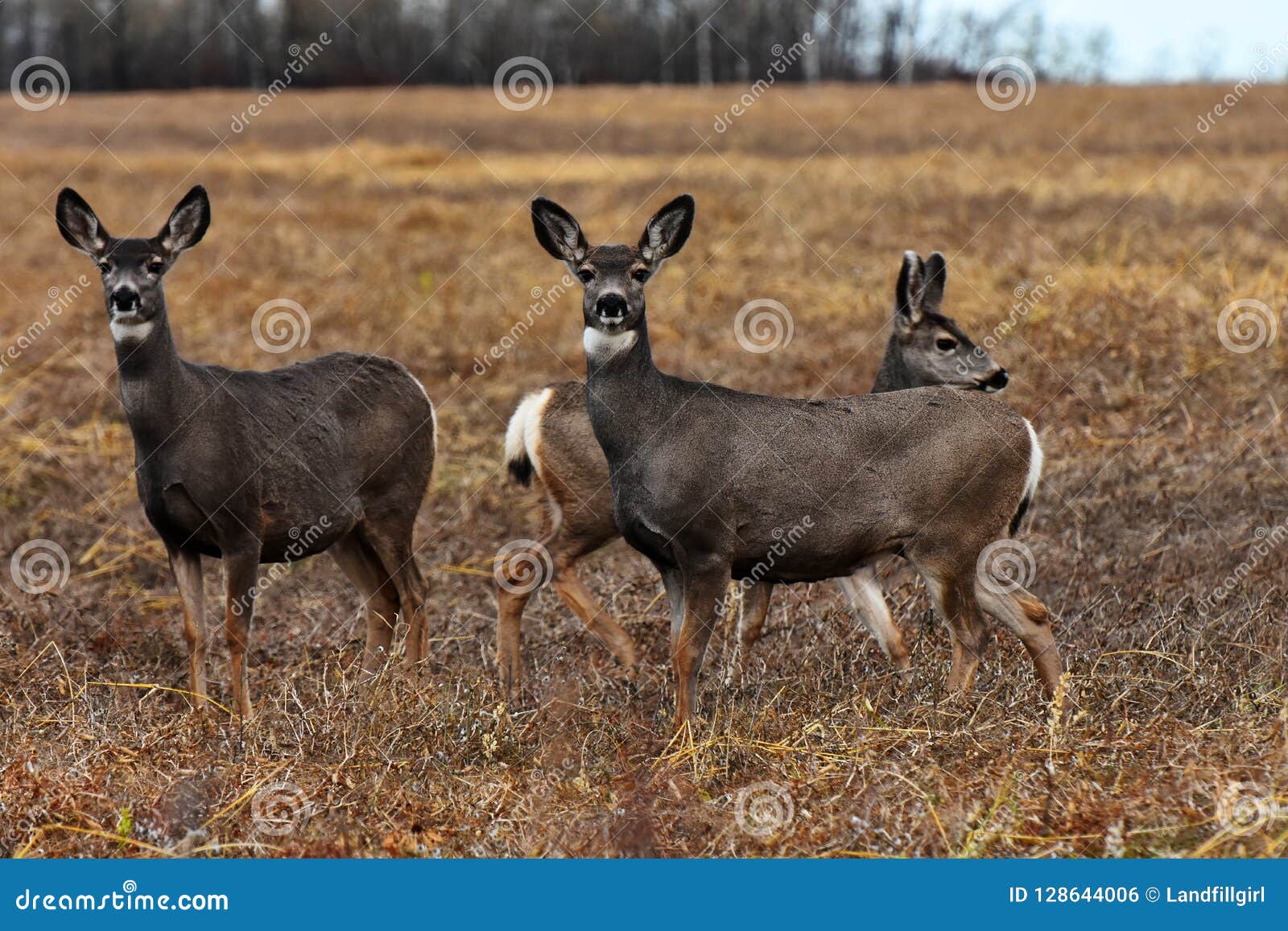 Mule Deer Herd stock photo. Image of mammal, deer, animal - 128644006
