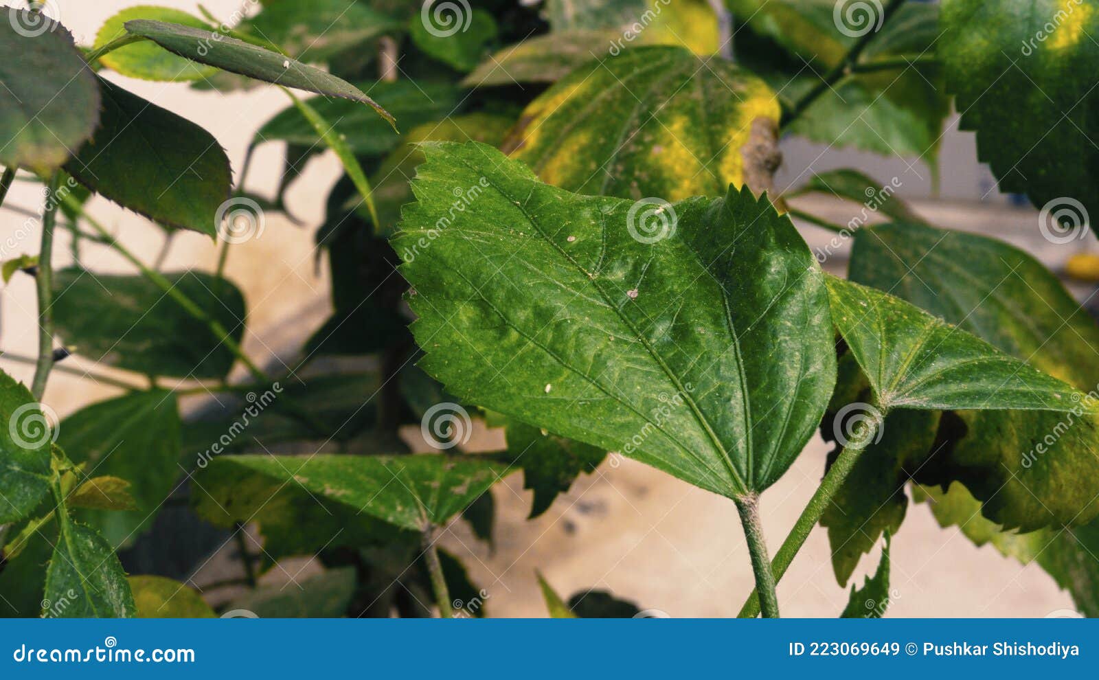 An Image of a Hibiscus Tree Leaf or Gudhal Tree Leaf Stock Image ...