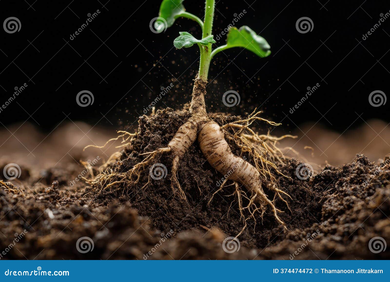 Exploring Soil Fertility Through The Essential Role Of Plant Roots And ...