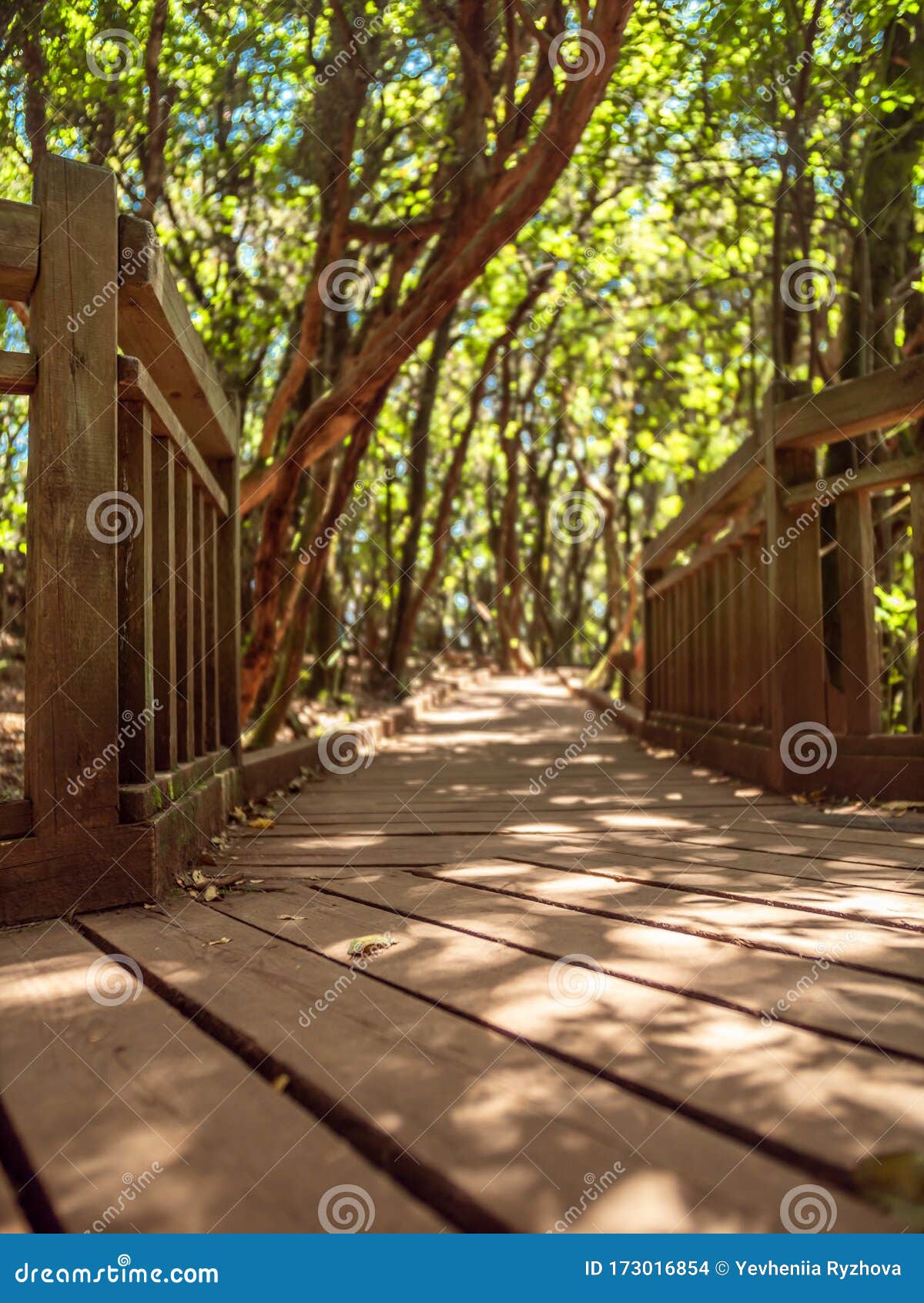 Image of Hiking Path in the Mountain Forest with Wooden Pathway Stock ...