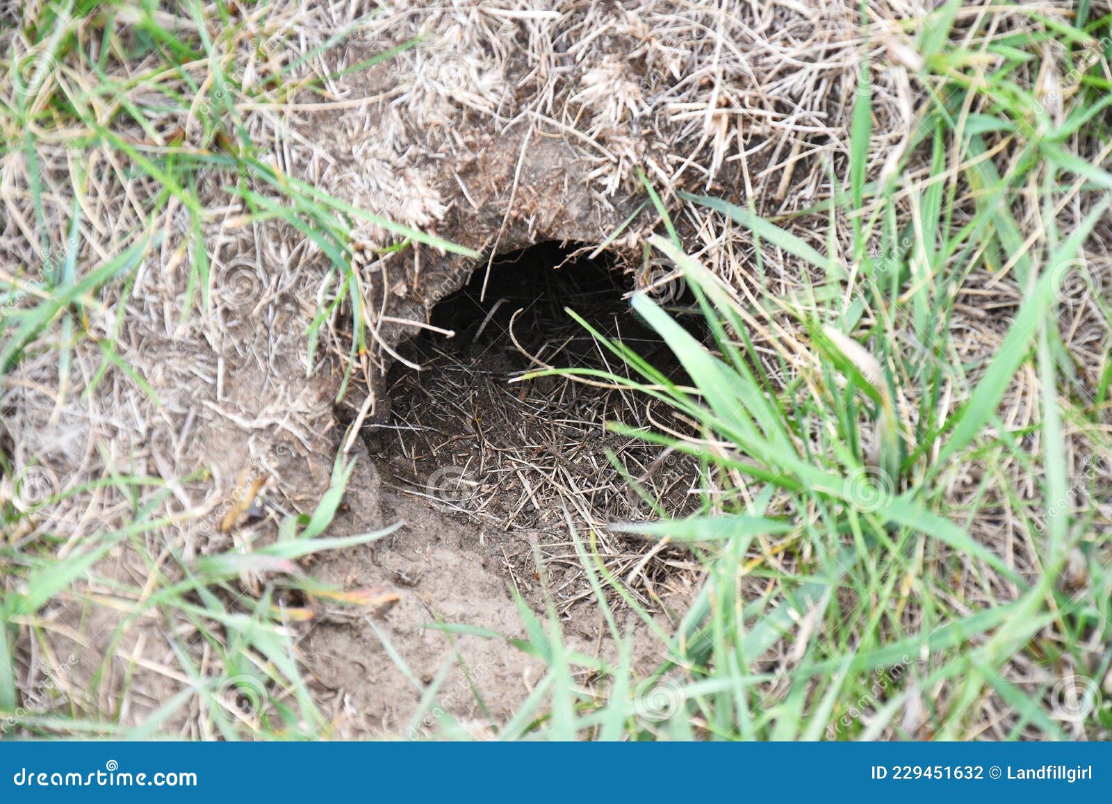 Groundhog Den Close Up stock photo. Image of groundhog - 229451632