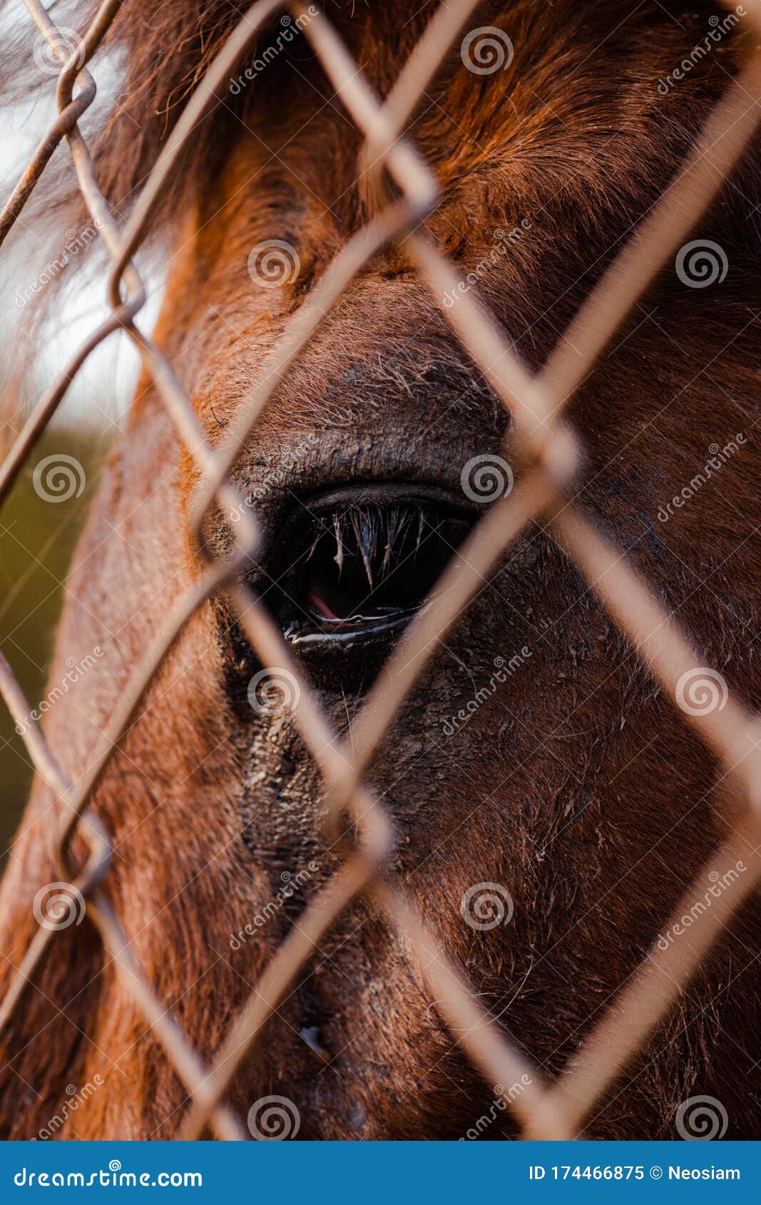 The Image of a Horse Crying Stock Image - Image of epidemics, livestock ...