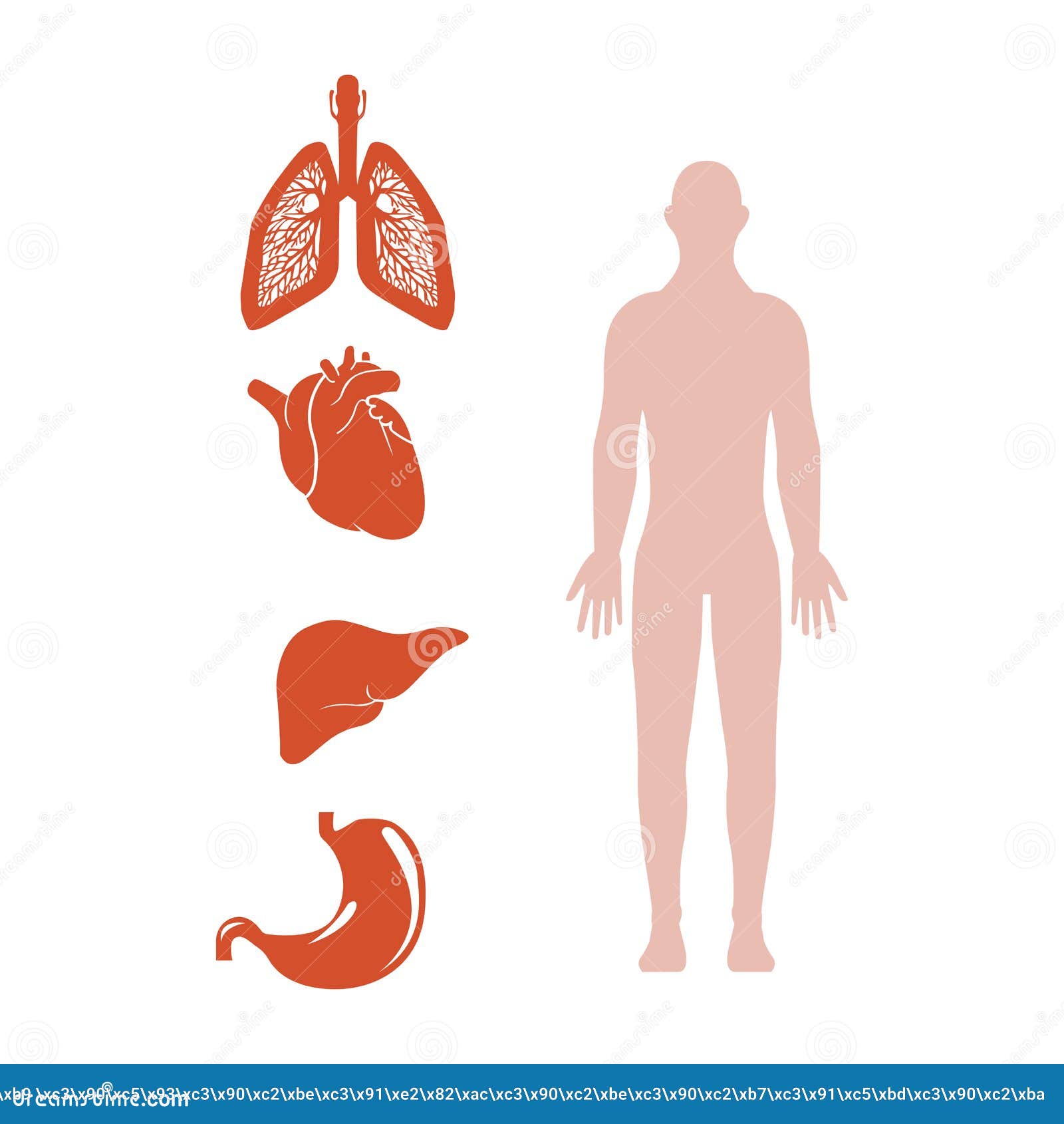Image of the Human Body and Its Organs, Vector Illustration Stock ...