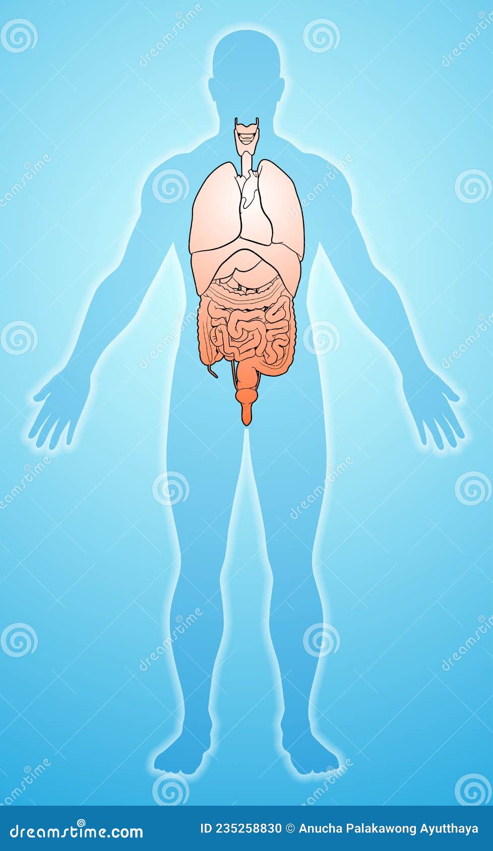 The Image of the Human Internal Organs is Shown in the Correct Position ...