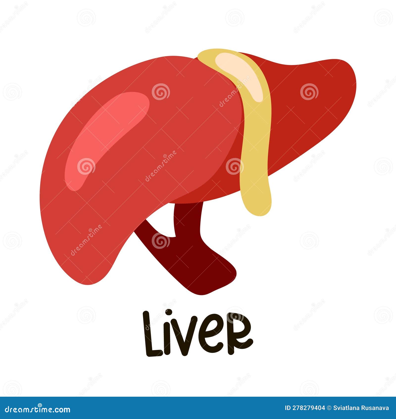 Image of a Human Liver on a White Background. Flat Illustration of a ...