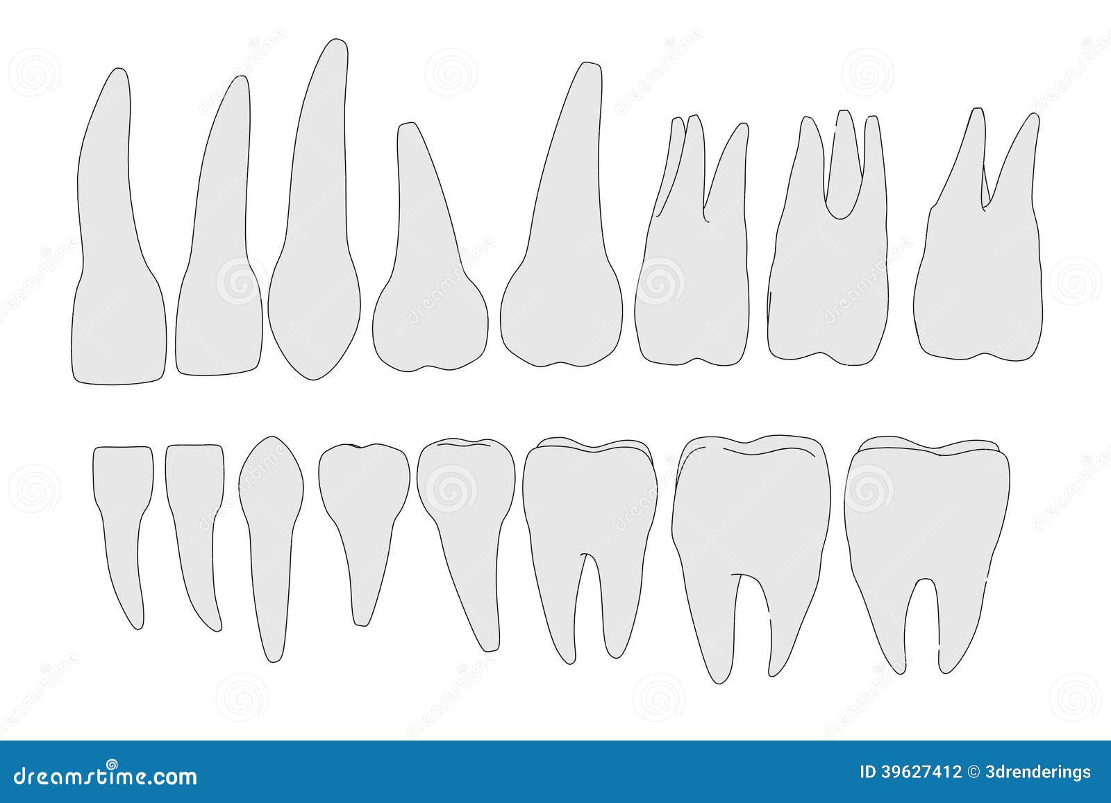 Image of human teeth stock illustration. Illustration of sketch - 39627412