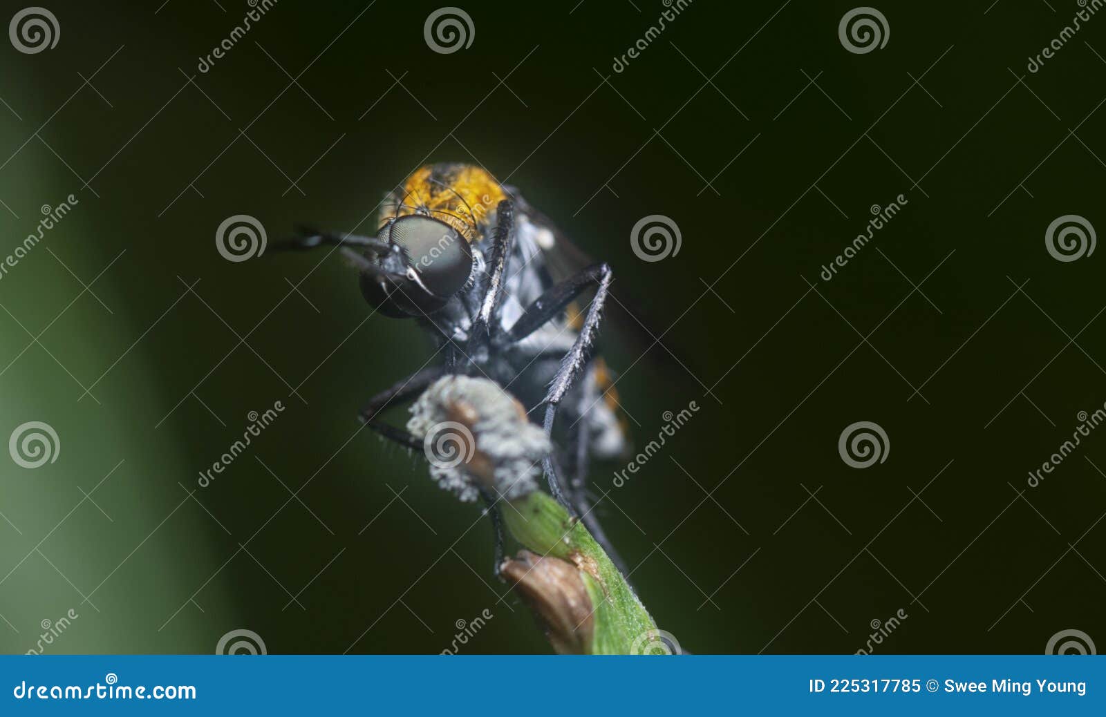 Hunch-back Fly Perching on the Tips of the Stem. Stock Image - Image of ...