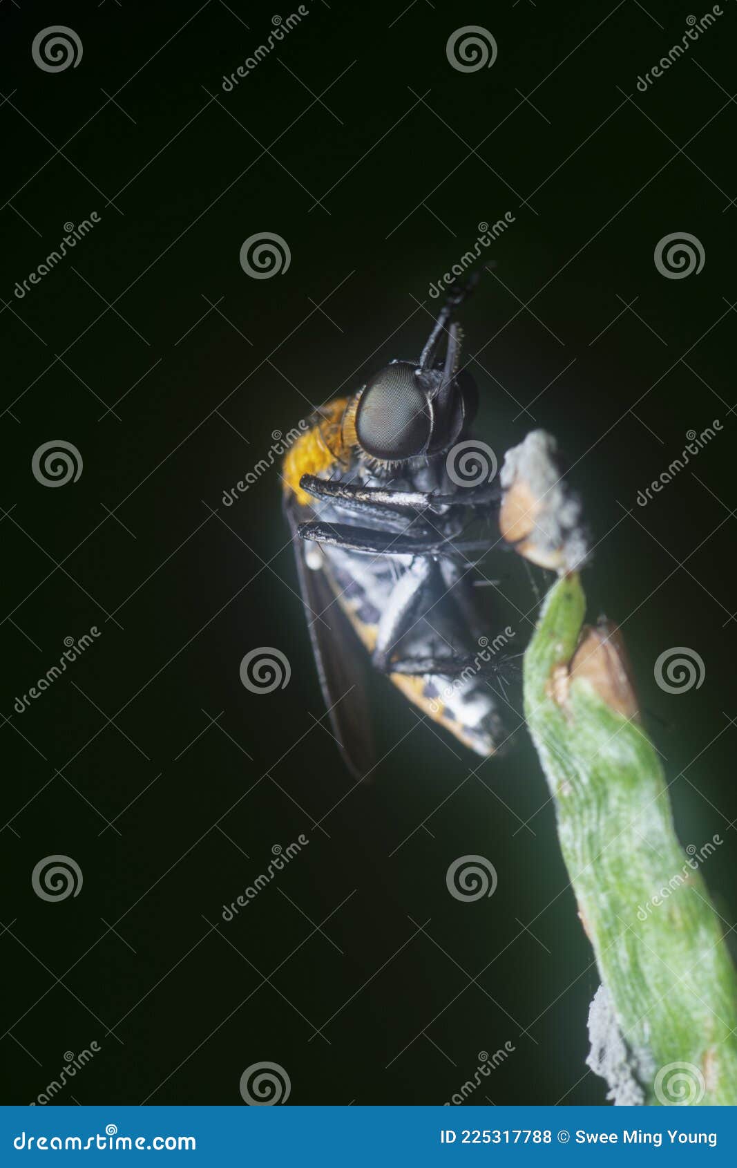 Hunch-back Fly Perching on the Tips of the Stem. Stock Photo - Image of ...