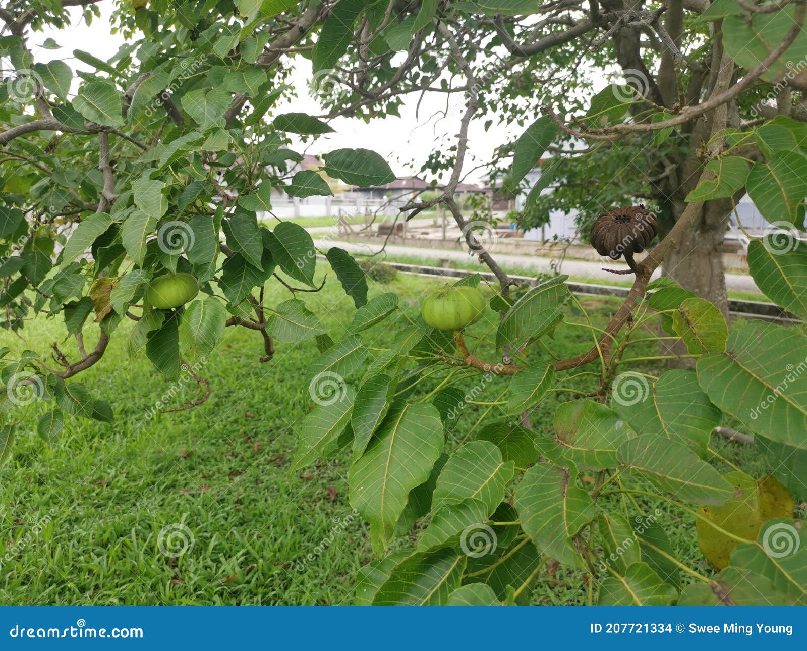 Hura Crepitans Fruit of the Sandbox Tree. Stock Photo - Image of green ...