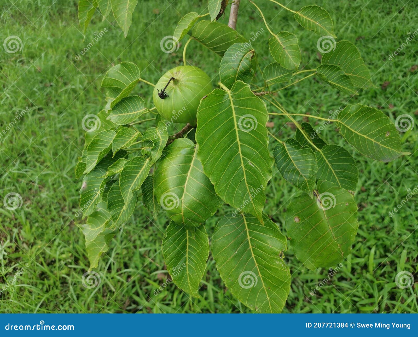 Hura Crepitans Fruit of the Sandbox Tree. Stock Photo - Image of branch ...