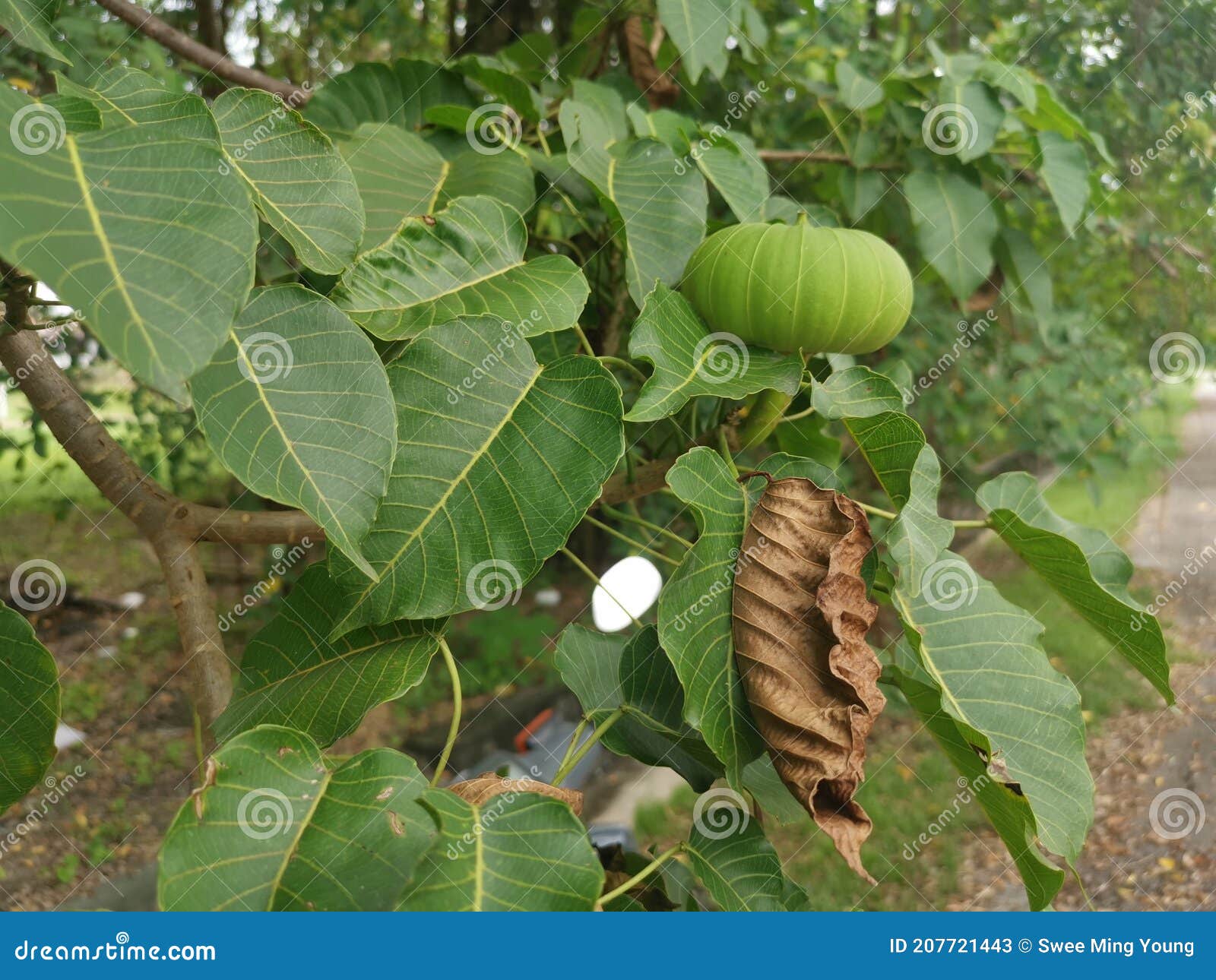 Hura Crepitans Fruit of the Sandbox Tree. Stock Image - Image of leave ...