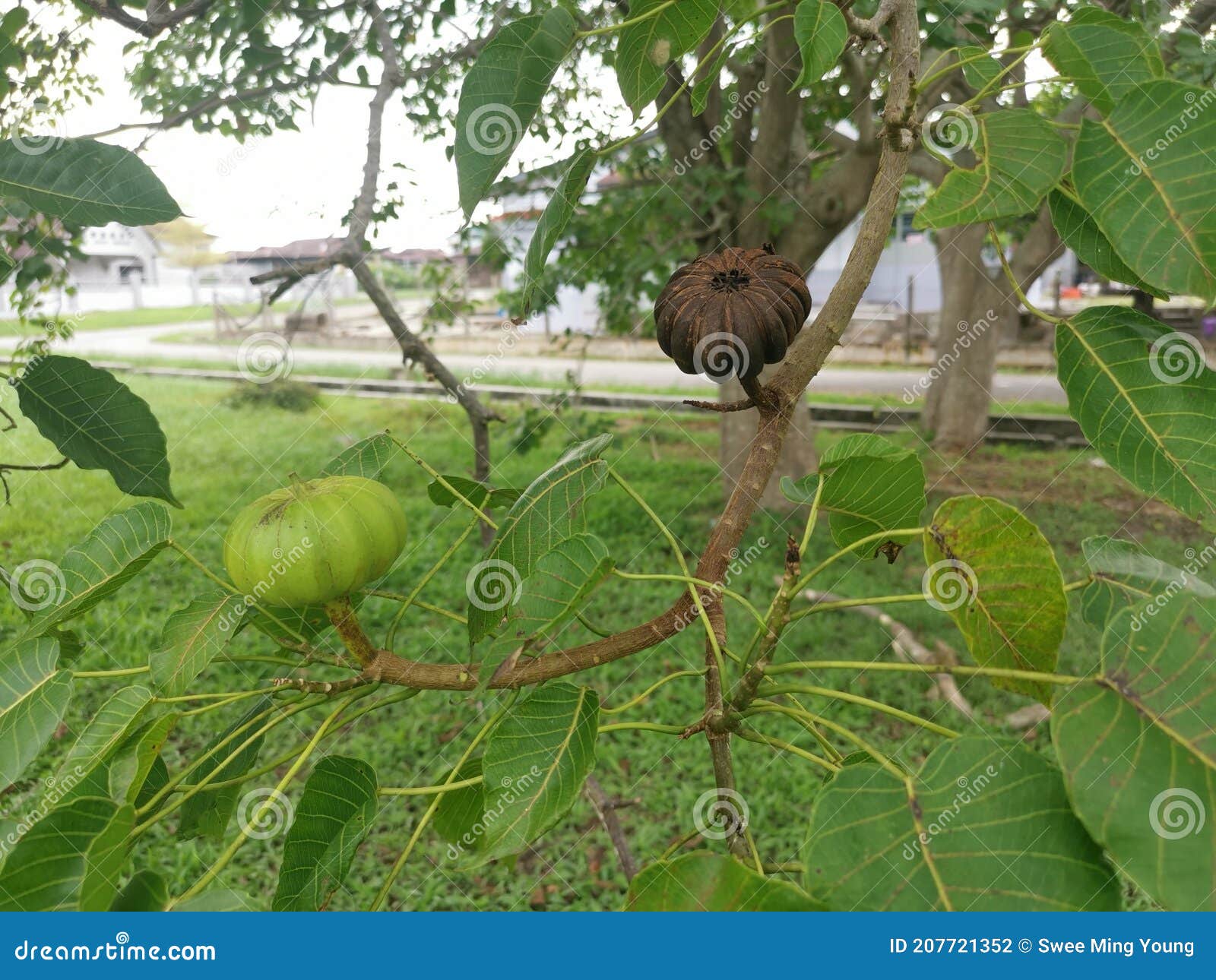 Hura Crepitans Fruit of the Sandbox Tree. Stock Photo - Image of ...