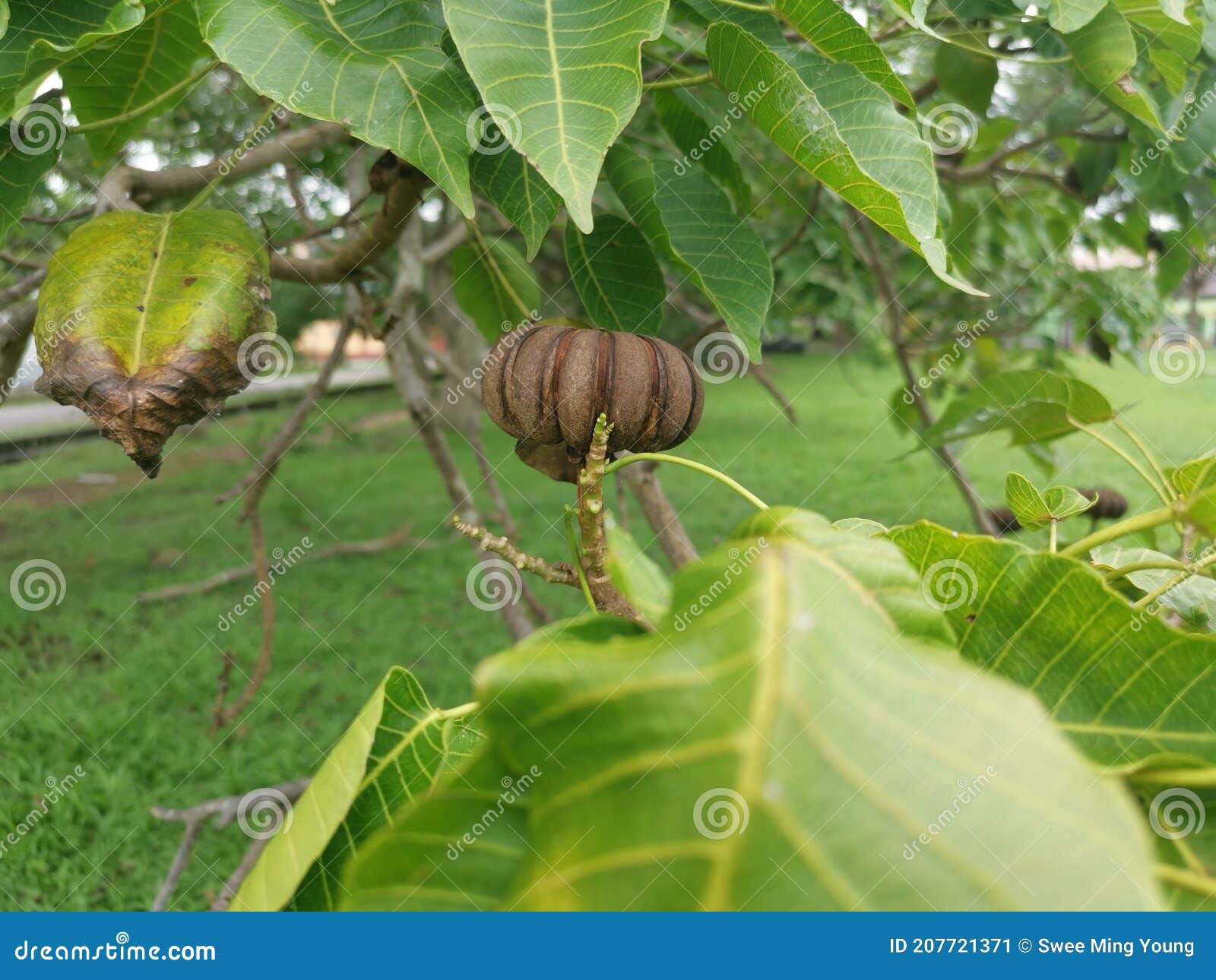 Hura Crepitans, Thorn Tree Royalty-Free Stock Image | CartoonDealer.com ...