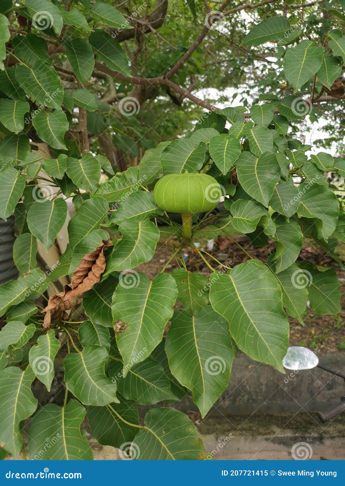 Hura Crepitans Fruit of the Sandbox Tree. Stock Image - Image of ...
