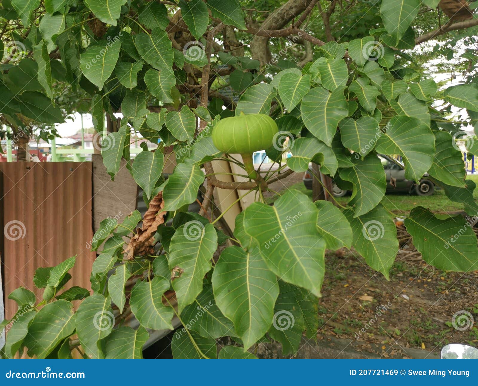 Hura Crepitans Fruit of the Sandbox Tree. Stock Image - Image of rough ...
