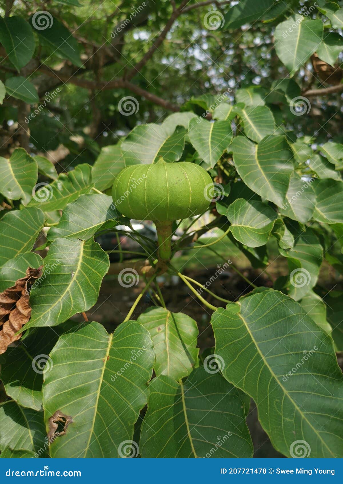 Hura Crepitans Fruit of the Sandbox Tree. Stock Photo - Image of ...
