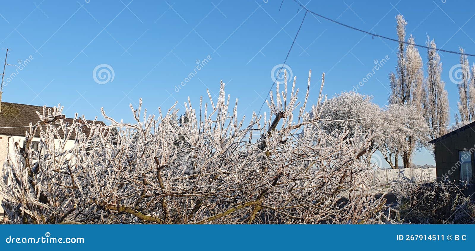 The image of icy trees stock image. Image of cold, frozen - 267914511