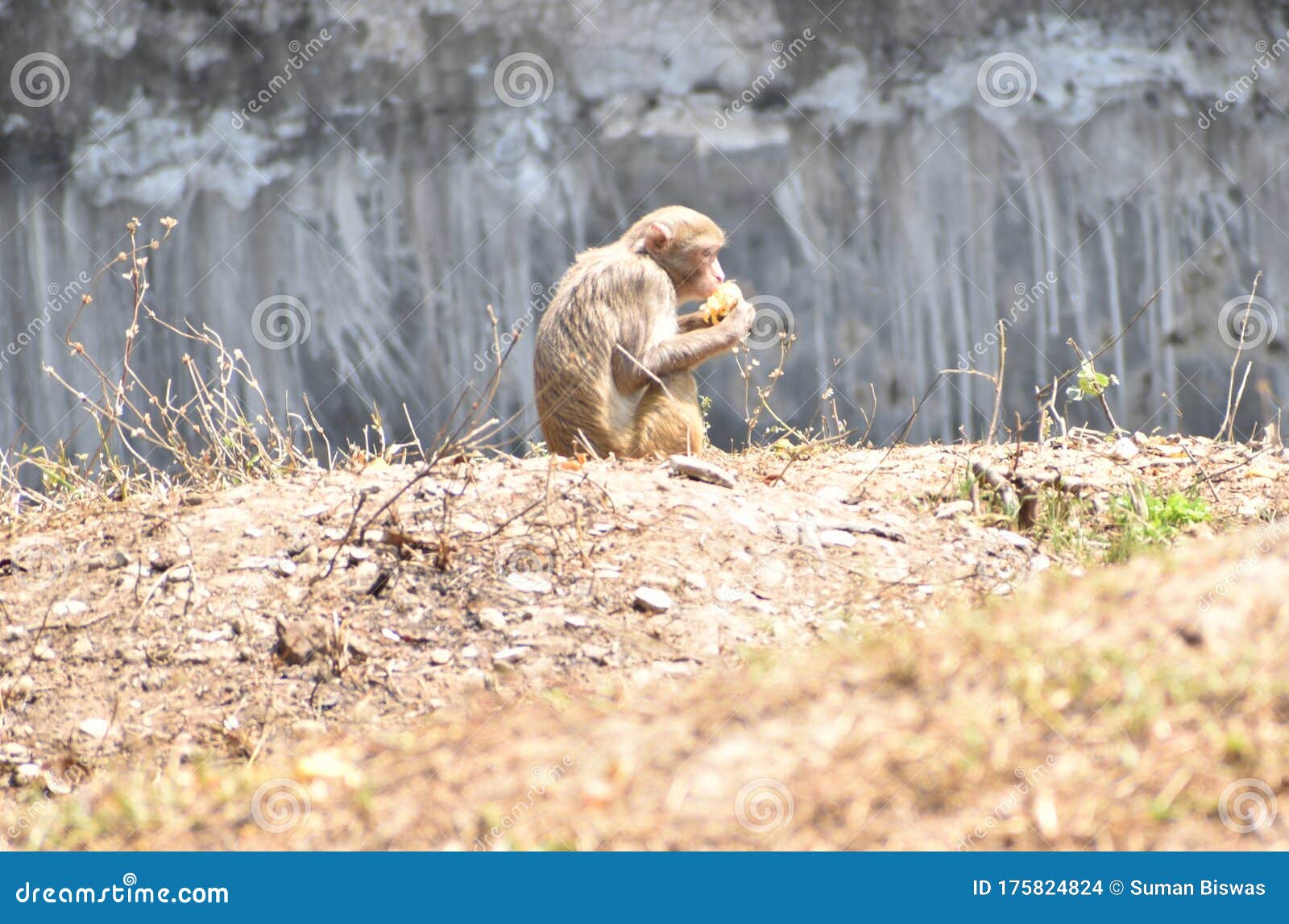 This is an Image of Indian Common Monkey Eating . Stock Photo - Image ...
