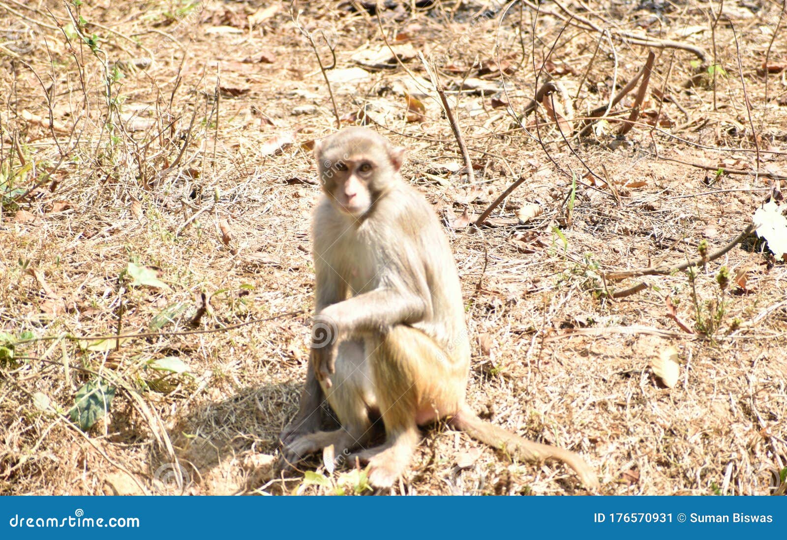 This is an Image of Indian Common Monkey . Stock Image - Image of ...