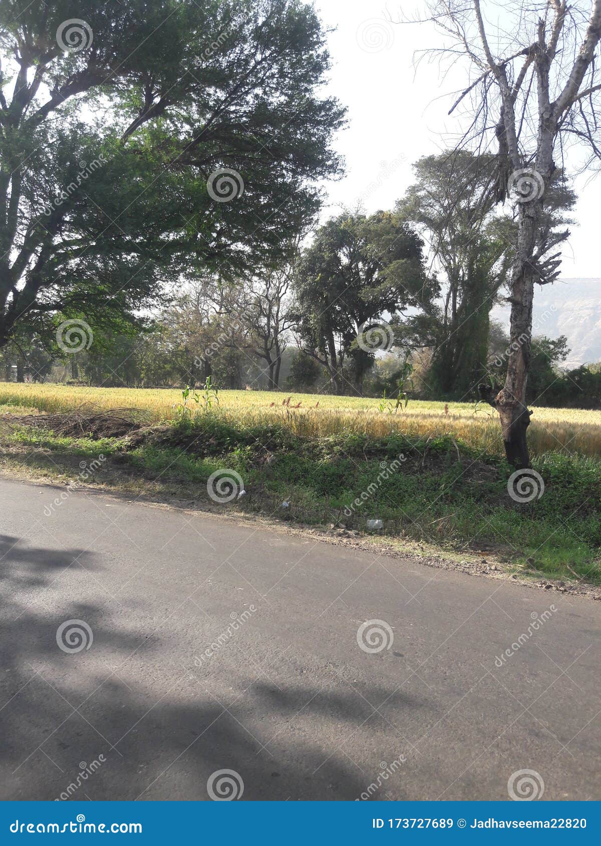 Image of Indian Farm of Wheat Jowar Crops Stock Image - Image of plants ...