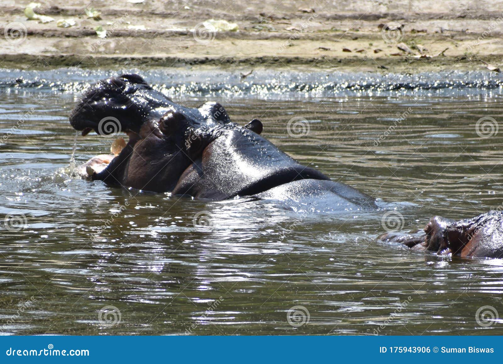 This is an Image of Indian Hippopotamusamphibius or Riverhorse Stock ...
