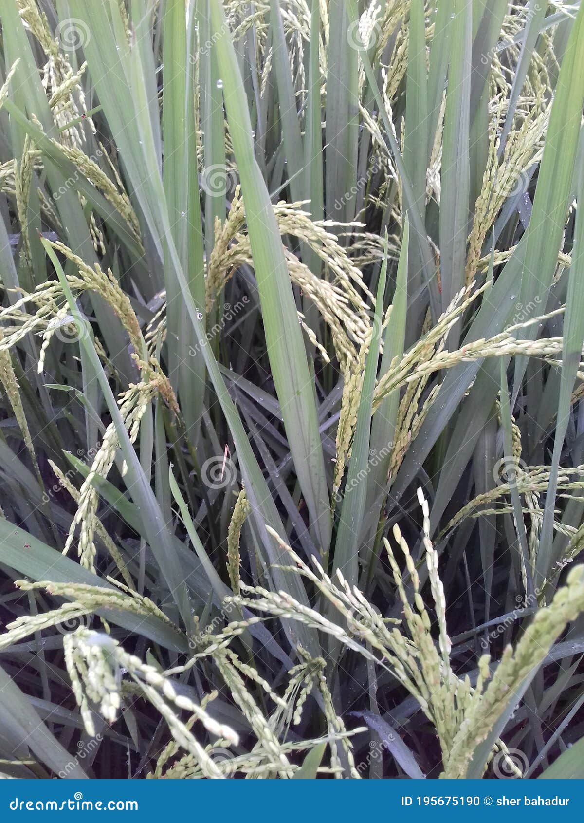 This Image is a Indian Paddy Field Stock Photo - Image of herb, nature ...
