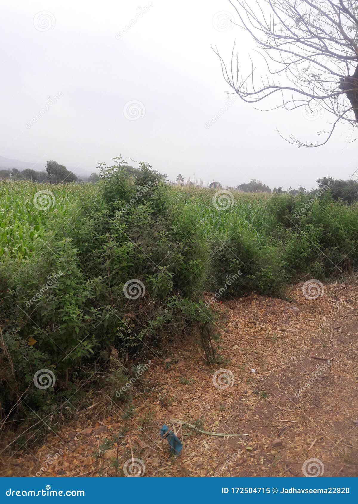 Image of indian trees stock image. Image of indian, trees - 172504715