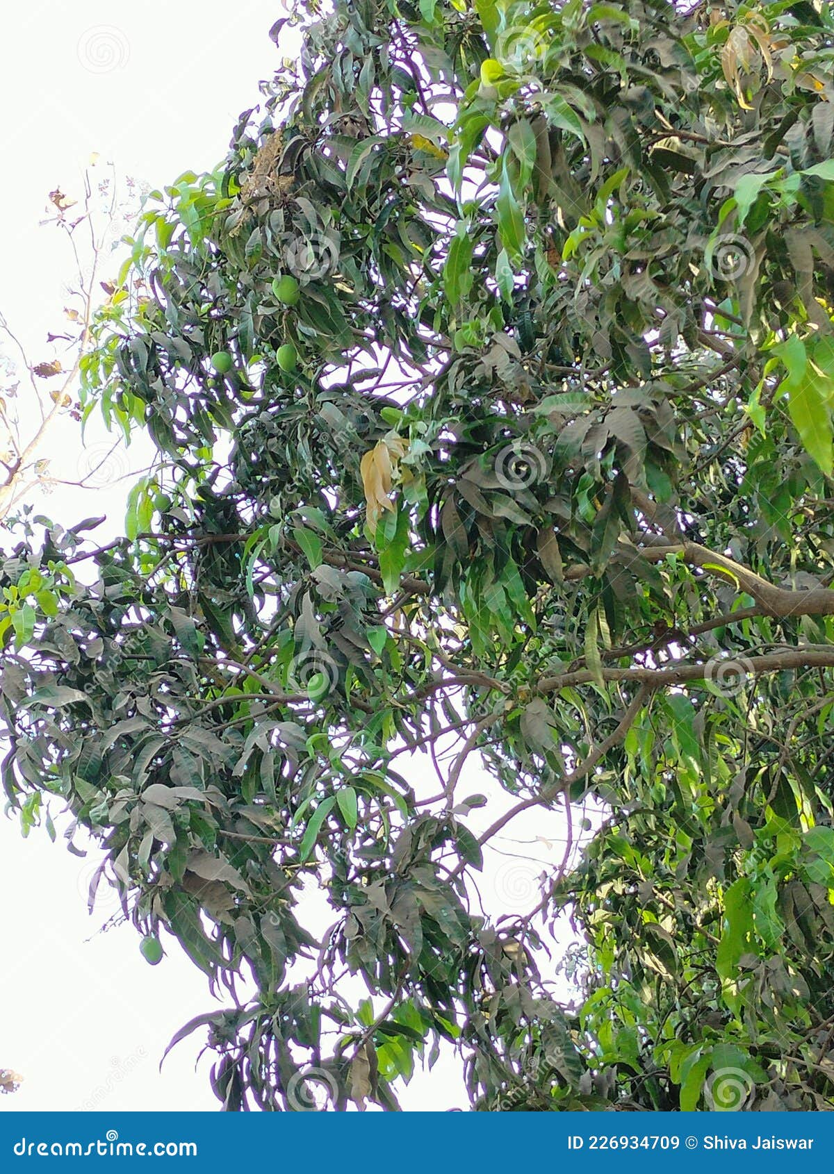 Mongo Fruit Hanging On Tree - Mongo Fruits Stock Photography ...
