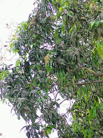 Indian village tree mongo stock image. Image of branch - 226934709