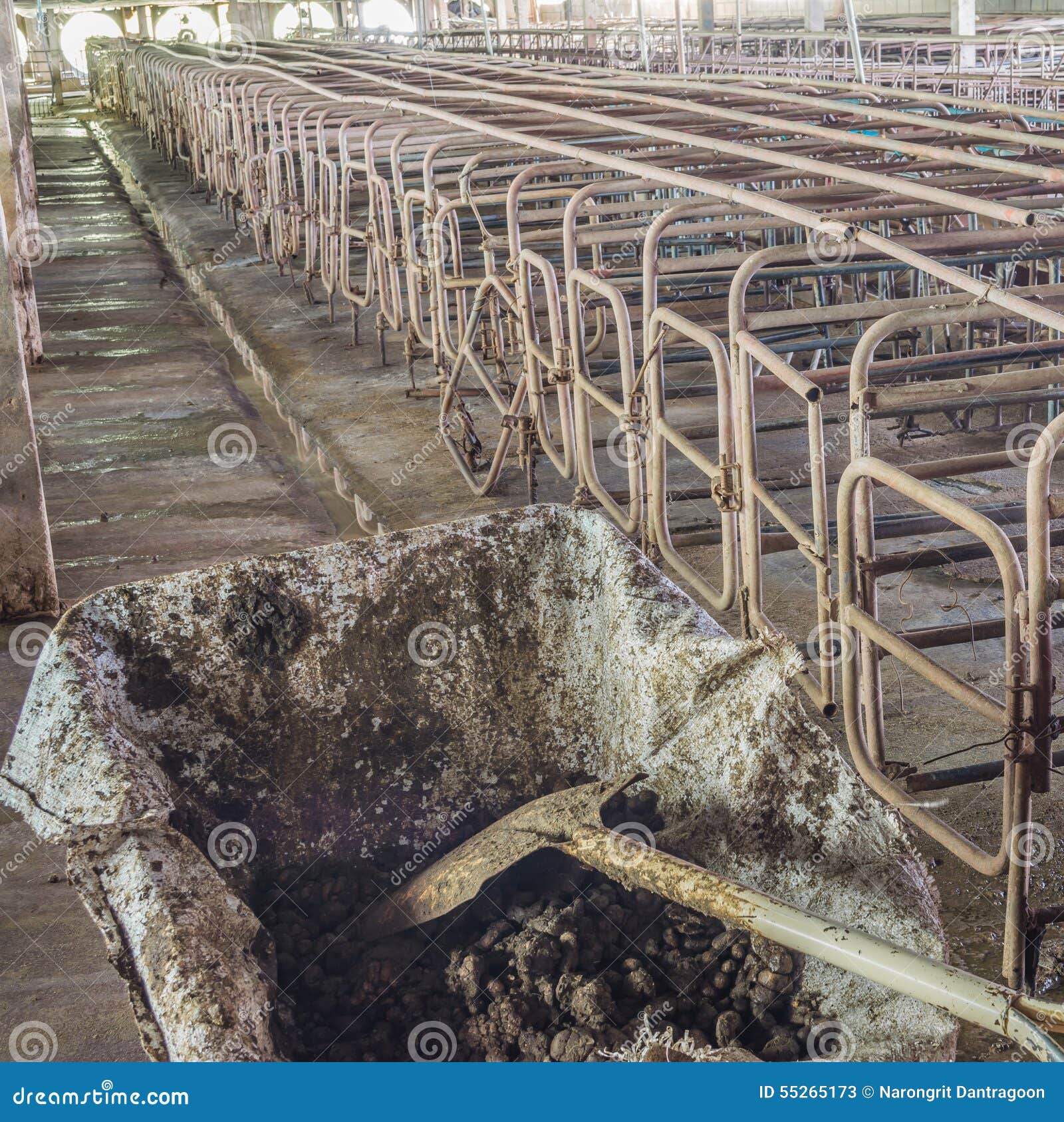 Image of Indoor Dirty Pig Farm with Paddock. Stock Image - Image of ...