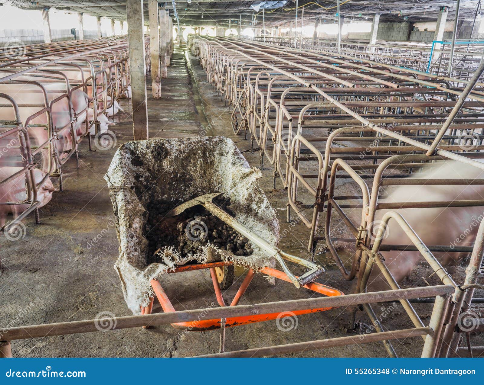 Image of Indoor Dirty Pig Farm with Paddock. Stock Photo - Image of ...