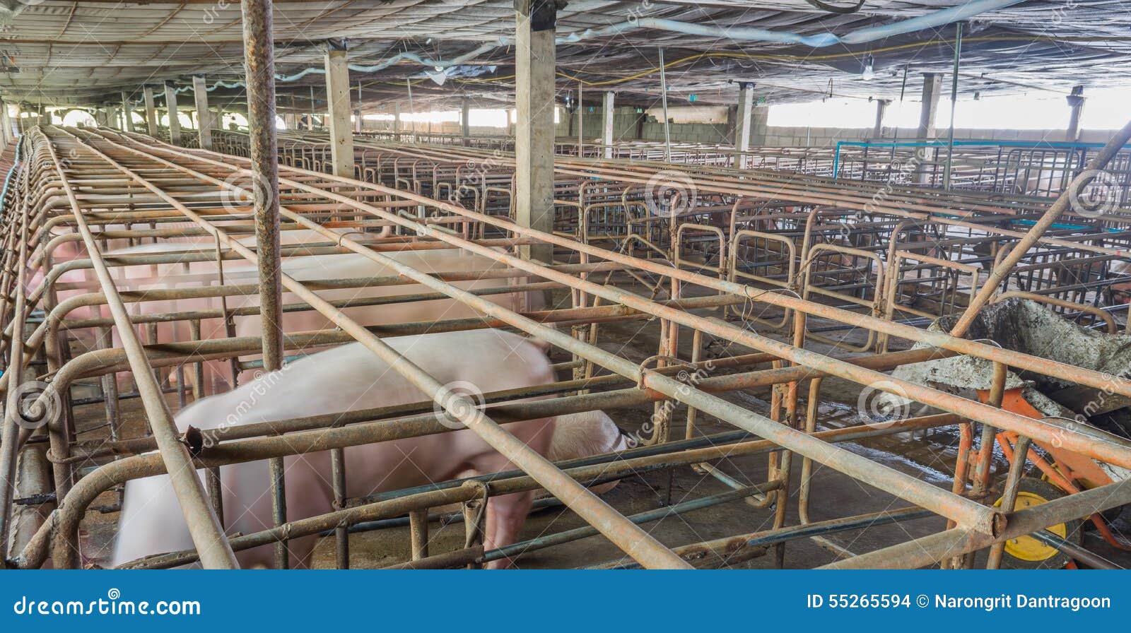 Image of Indoor Dirty Pig Farm with Paddock. Stock Photo - Image of ...