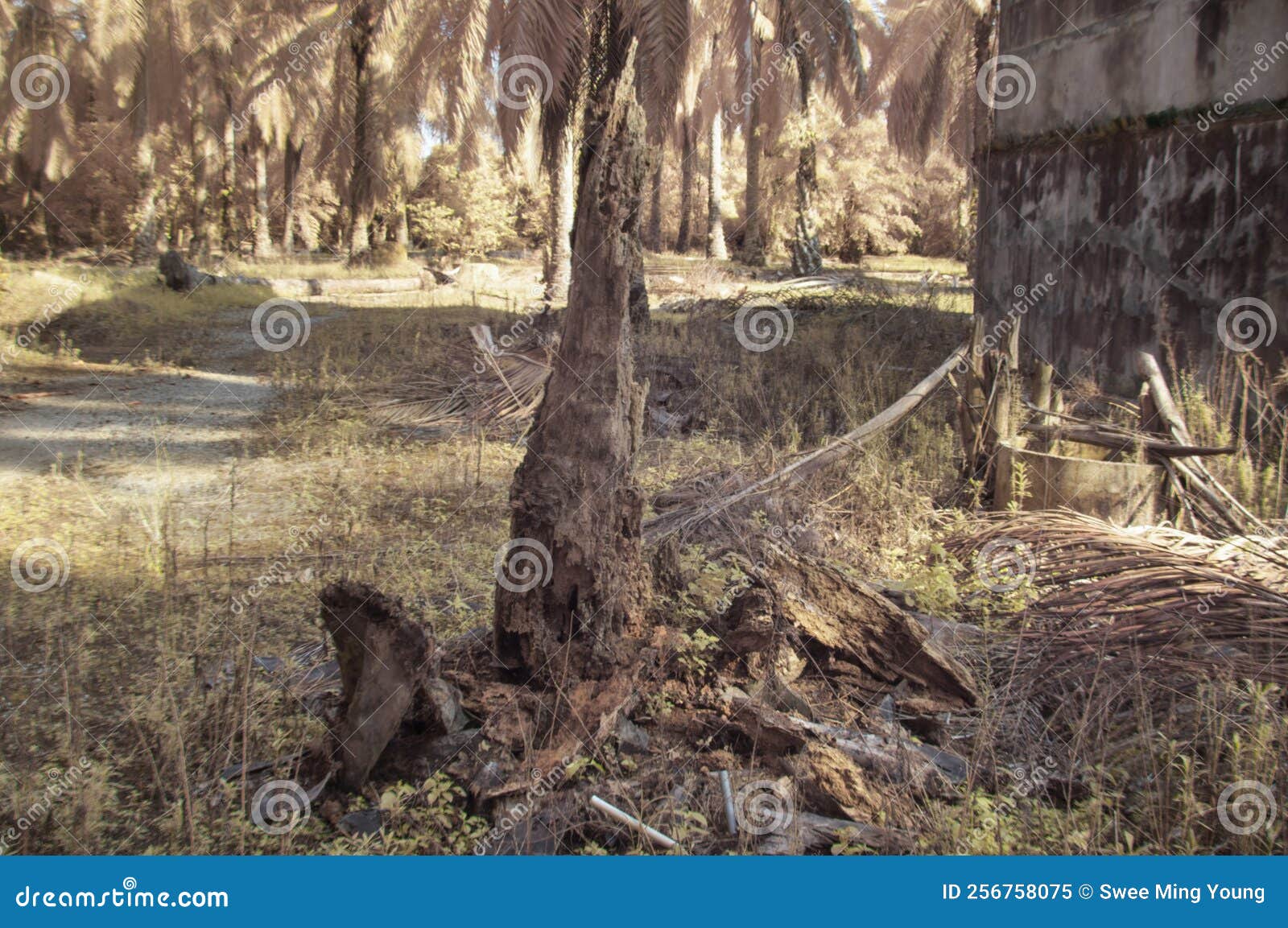 Infrared Image of the Fallen Decompose Tree Trunk on the Ground Stock ...