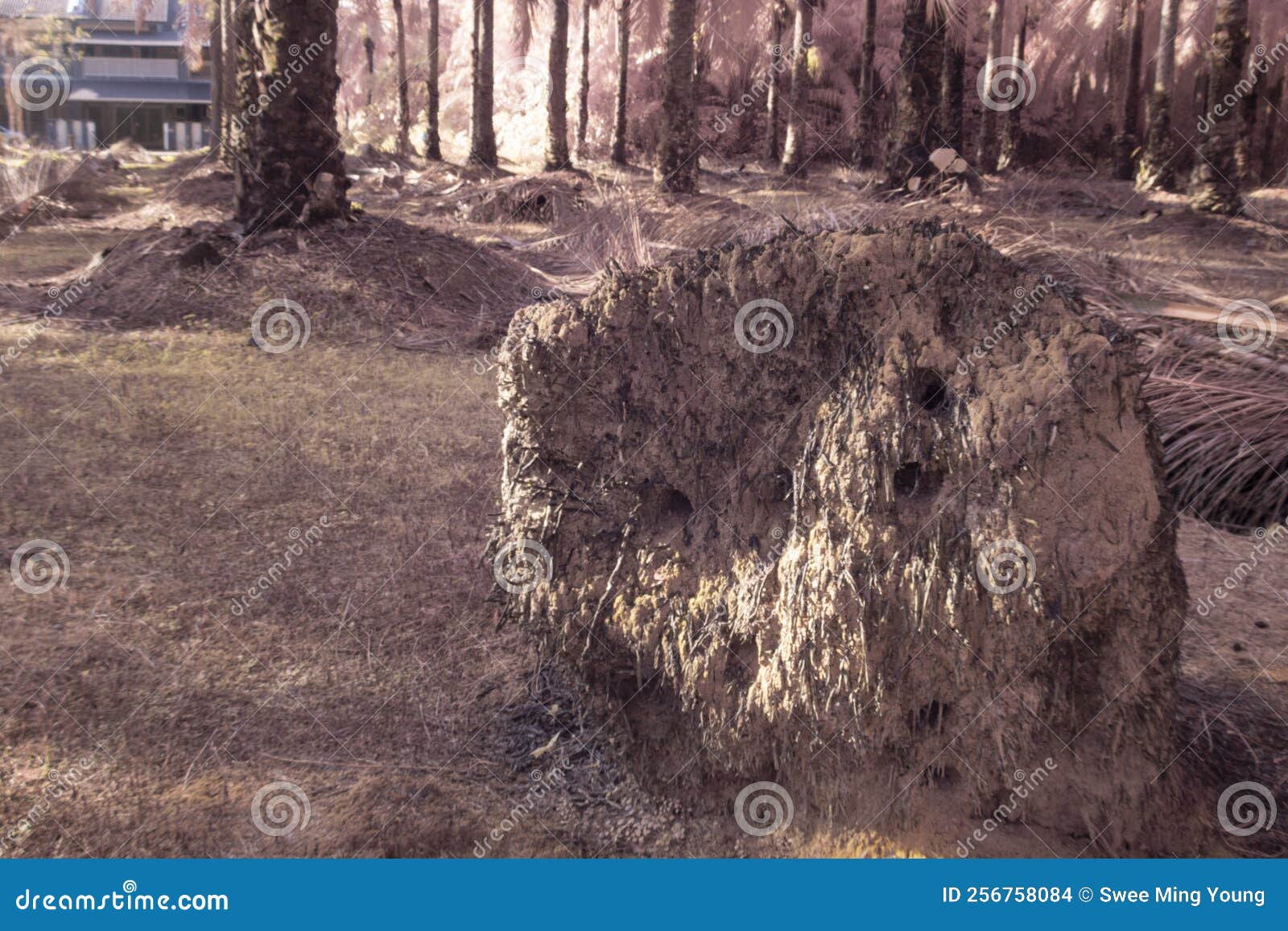 Infrared Image of the Fallen Decompose Tree Trunk on the Ground Stock ...