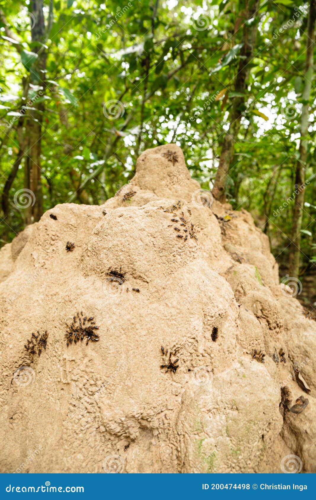 Image of a insect colony. stock photo. Image of ecology - 200474498