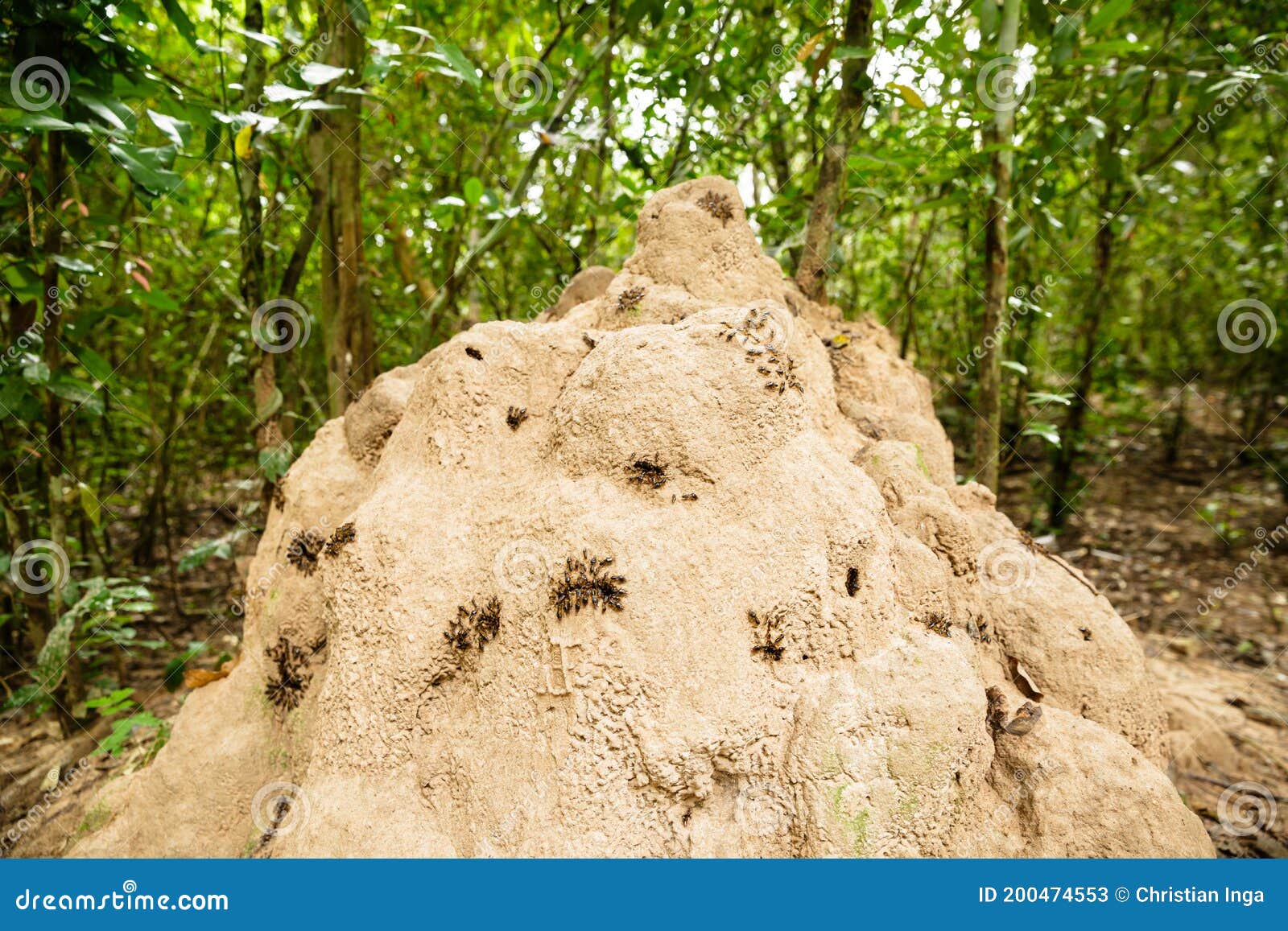 Image of a insect colony. stock image. Image of life - 200474553