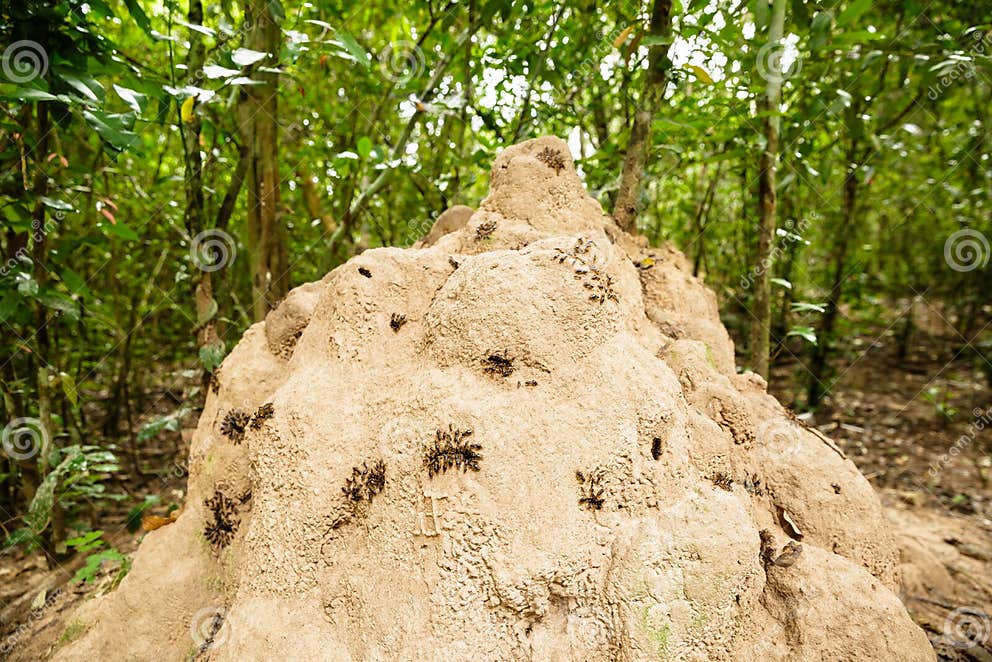 Image of a insect colony. stock image. Image of life - 200474553