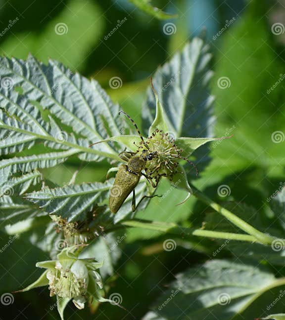 Raspberry leaf insect stock image. Image of june, lmage - 152776677