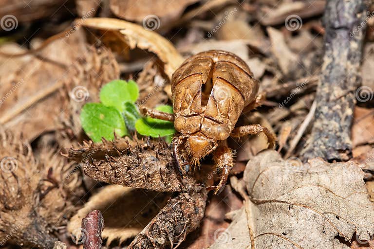 Image of an Insect Shell Exoskeleton Stock Photo - Image of larva ...