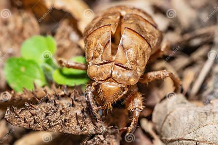 Image of an Insect Shell Exoskeleton Stock Photo - Image of predator ...