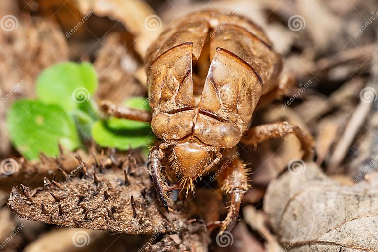 Image of an Insect Shell Exoskeleton Stock Photo - Image of predator ...