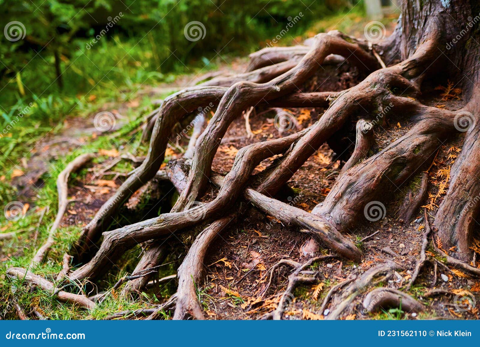 Intertwining Tree Roots on a Forest Floor Stock Photo - Image of ...