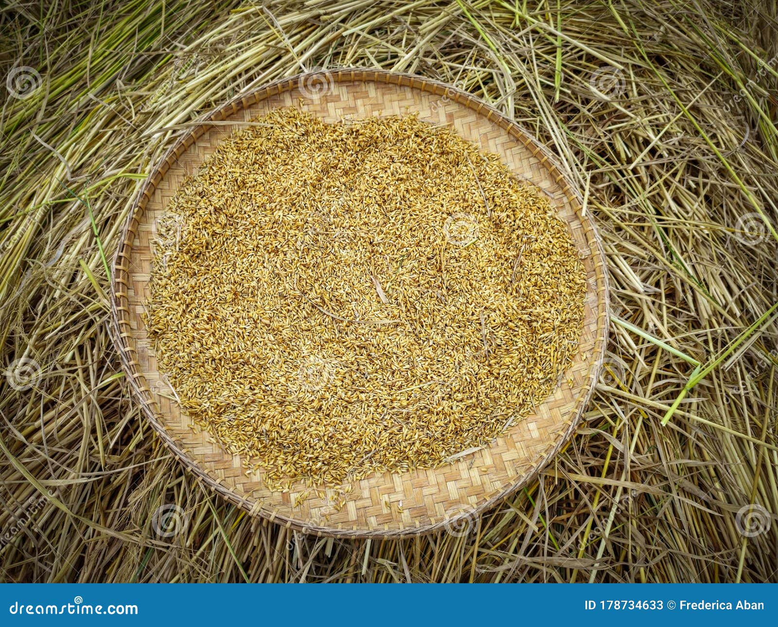 Image of Isolated Harvested Rice Paddy Grain on Round Bamboo Storage ...