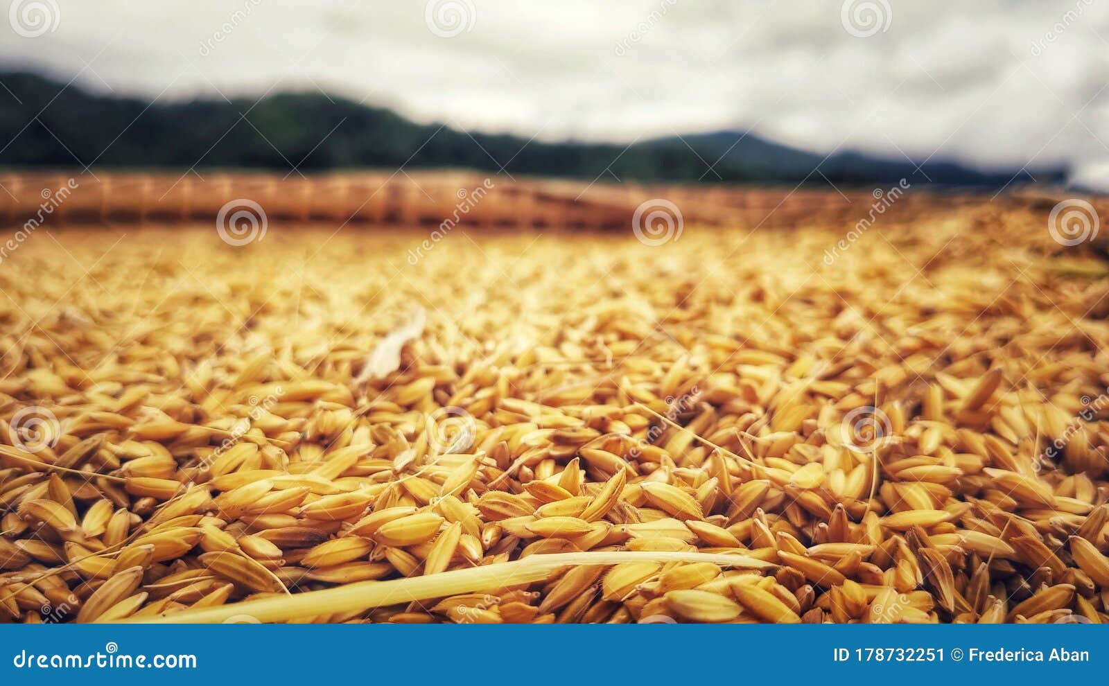 Image of Isolated Rice Paddy Grain on Storage Background Stock Image ...